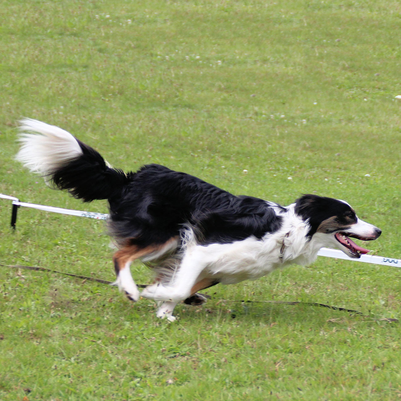 Polyglycan - Polyglycan